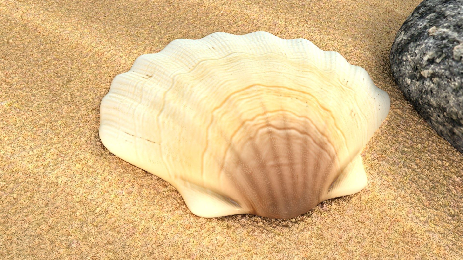 Sea Shell Half 3D Model - TurboSquid 2203877