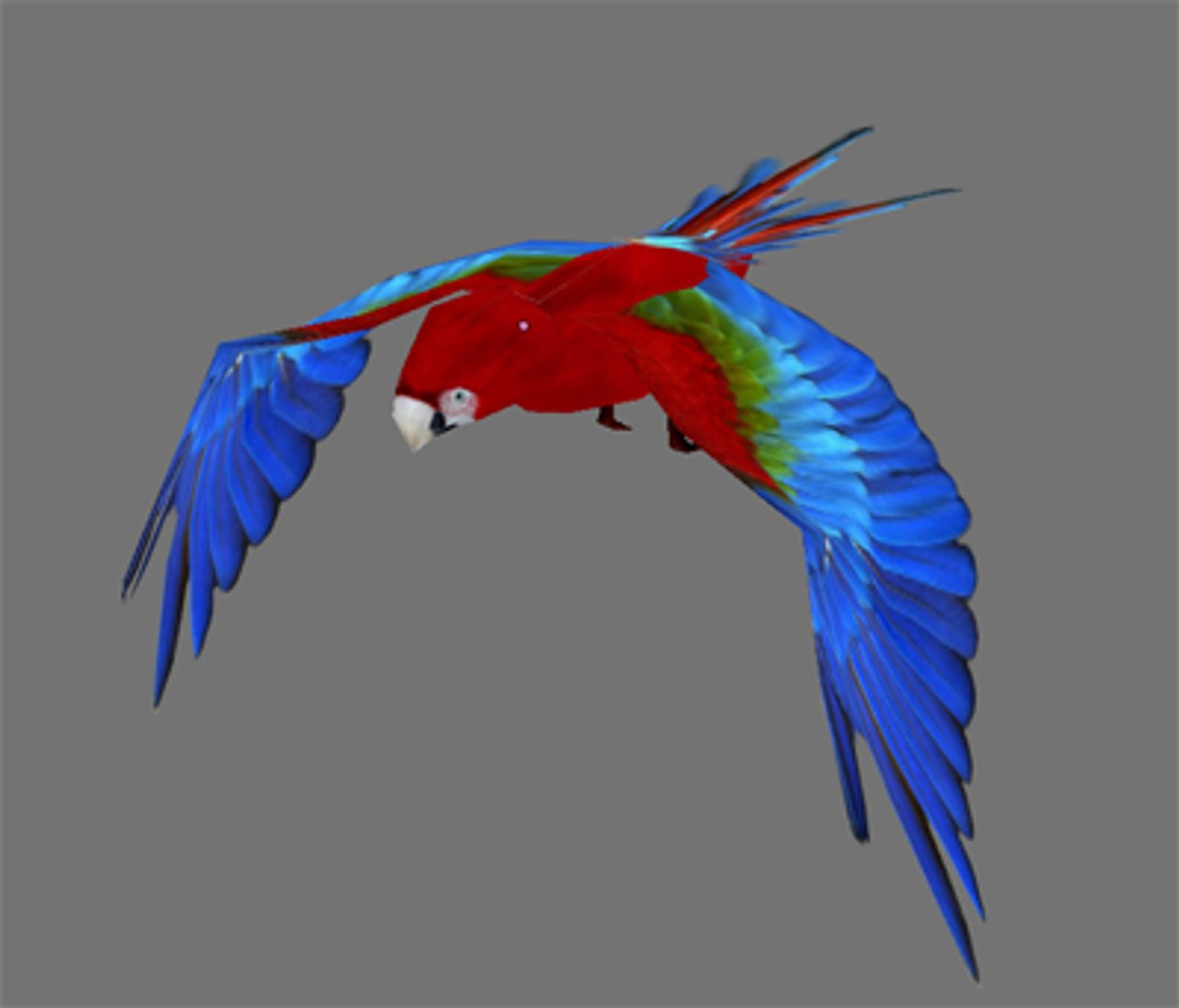 Scarlet Macaw 3d Model