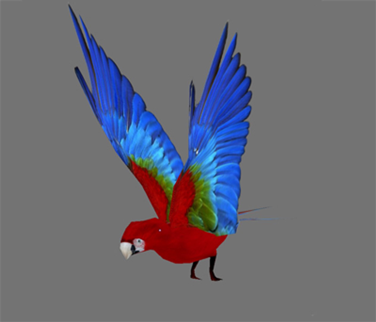 Scarlet Macaw 3d Model