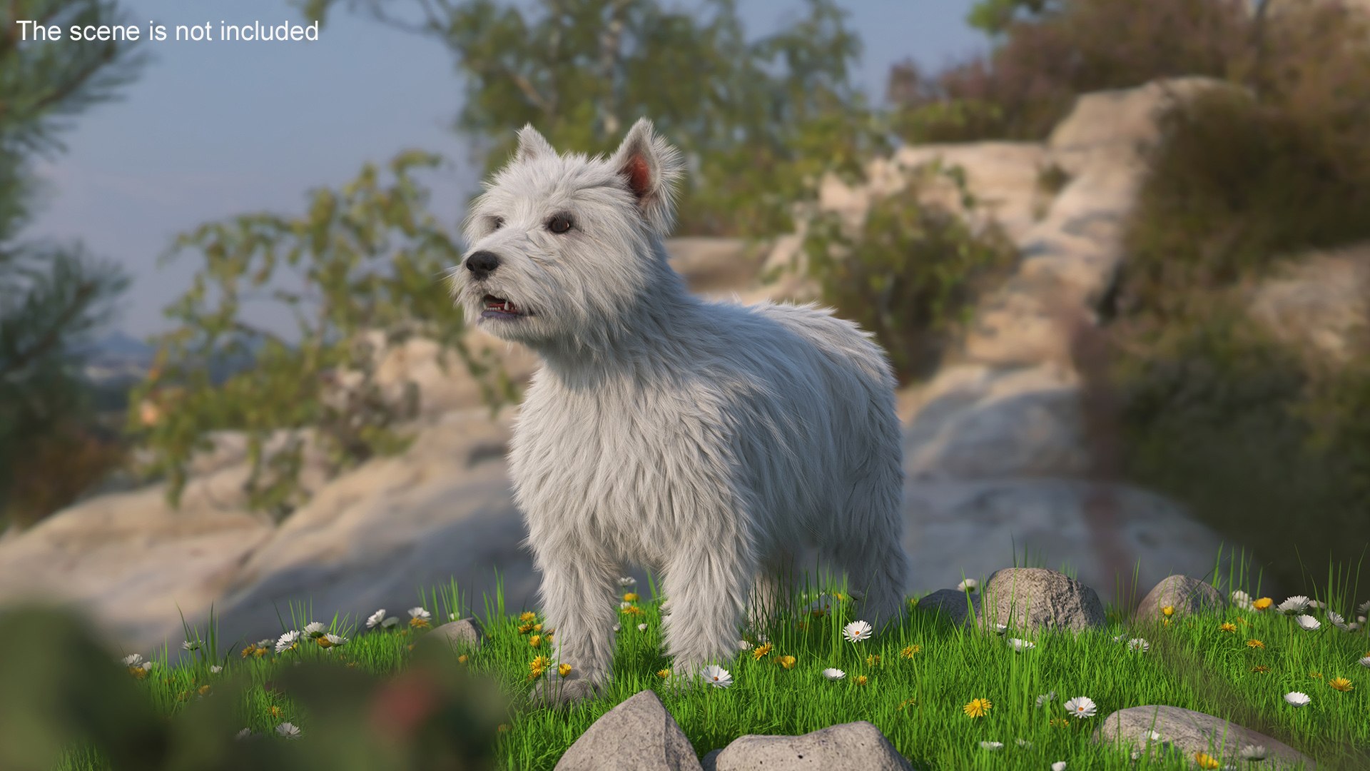 3D Model West Highland White Terrier Standing Pose Fur For Maya ...