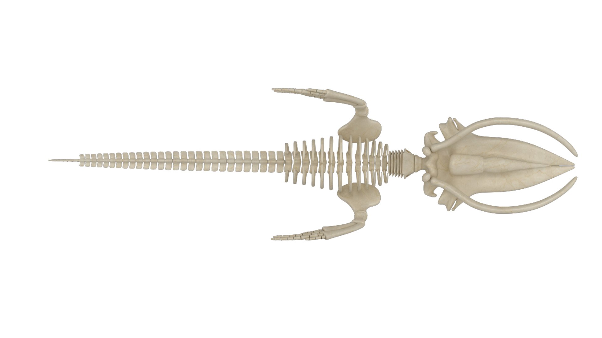 Skeleton Humpback 3D Model - TurboSquid 1541907