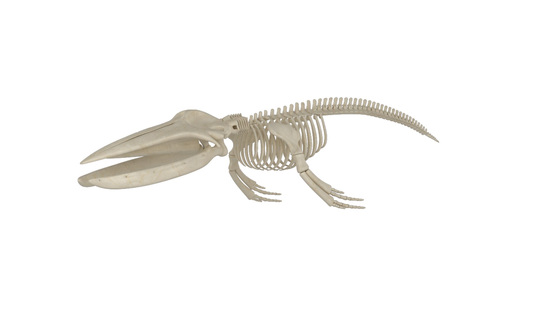 Skeleton Humpback 3D Model - TurboSquid 1541907