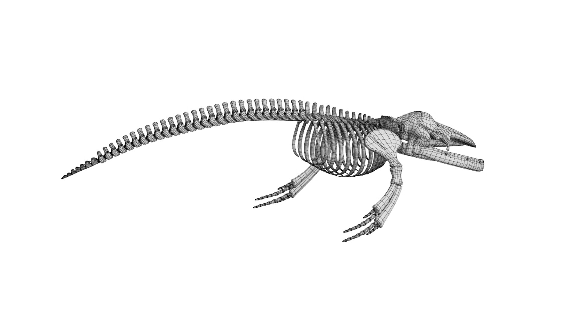 Skeleton Humpback 3D Model - TurboSquid 1541907