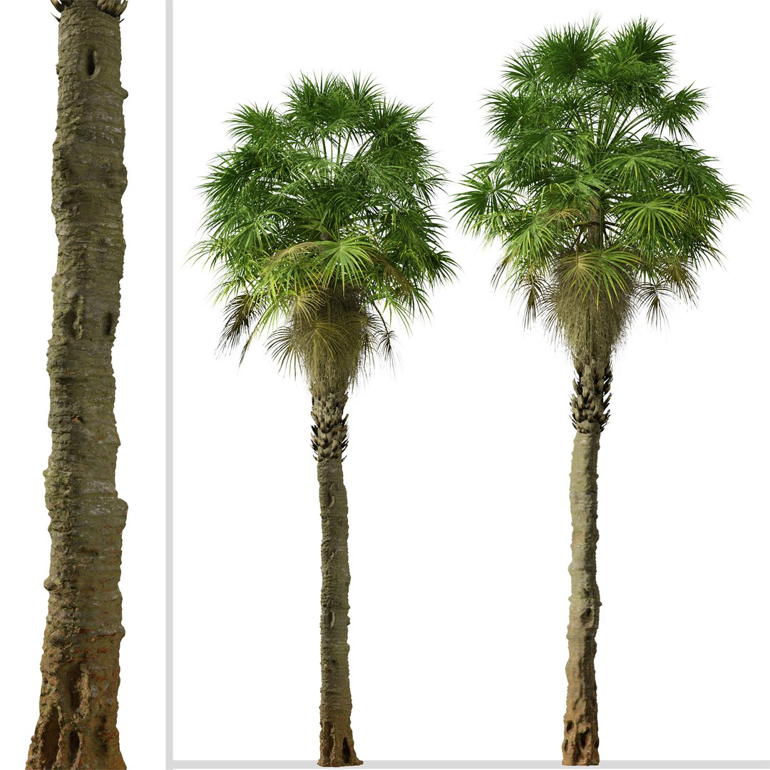 3D Set Of Sabal Palm Or Carolina Palmetto Tree - 2 Trees Model ...