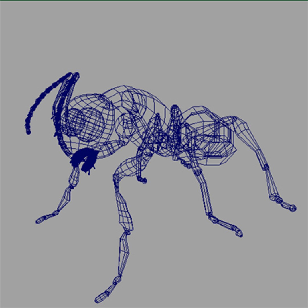 3d Ant Insect Model