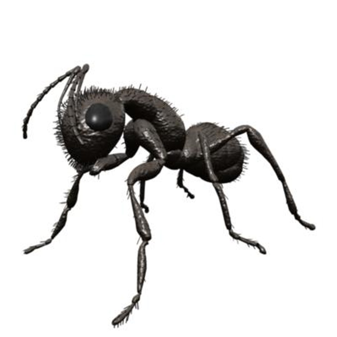 3d Ant Insect Model