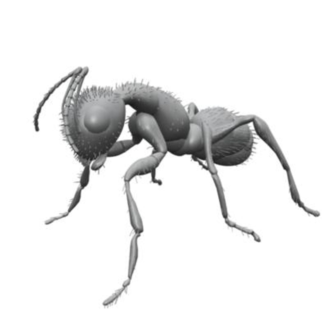 3d Ant Insect Model