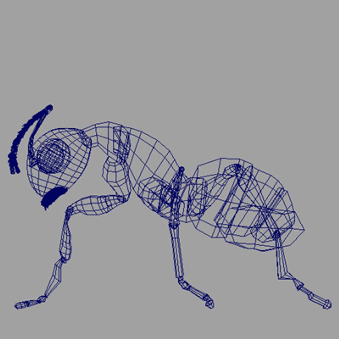 3d Ant Insect Model