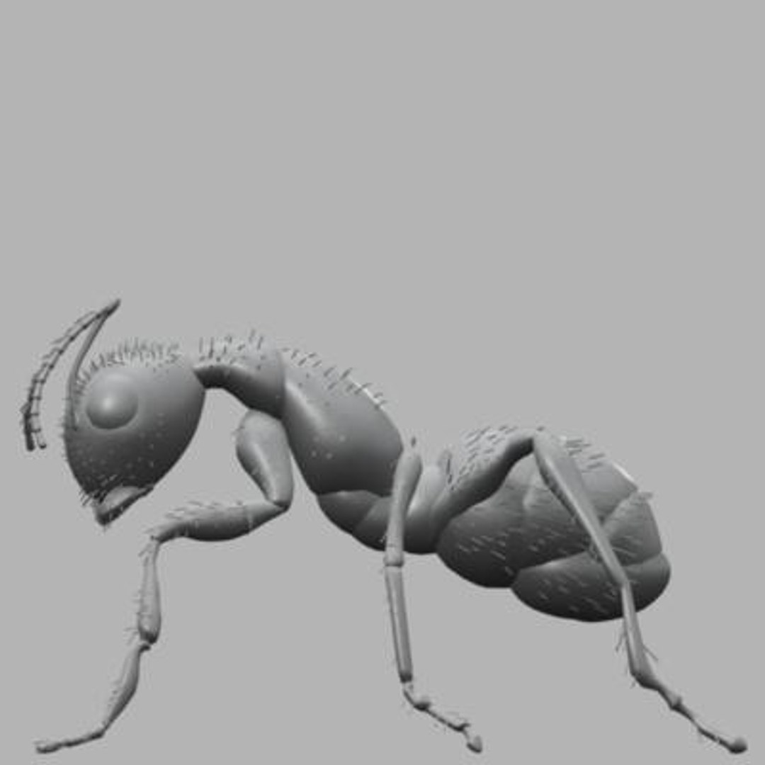 3d Ant Insect Model