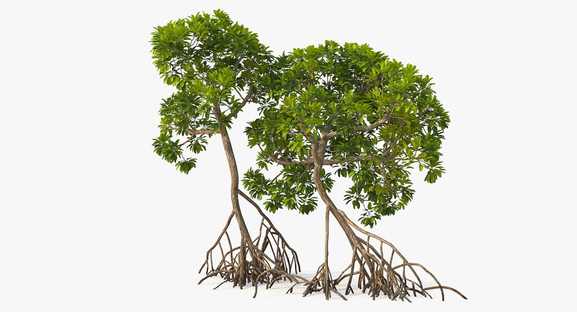 3D Mangrove Trees Model - TurboSquid 1400534