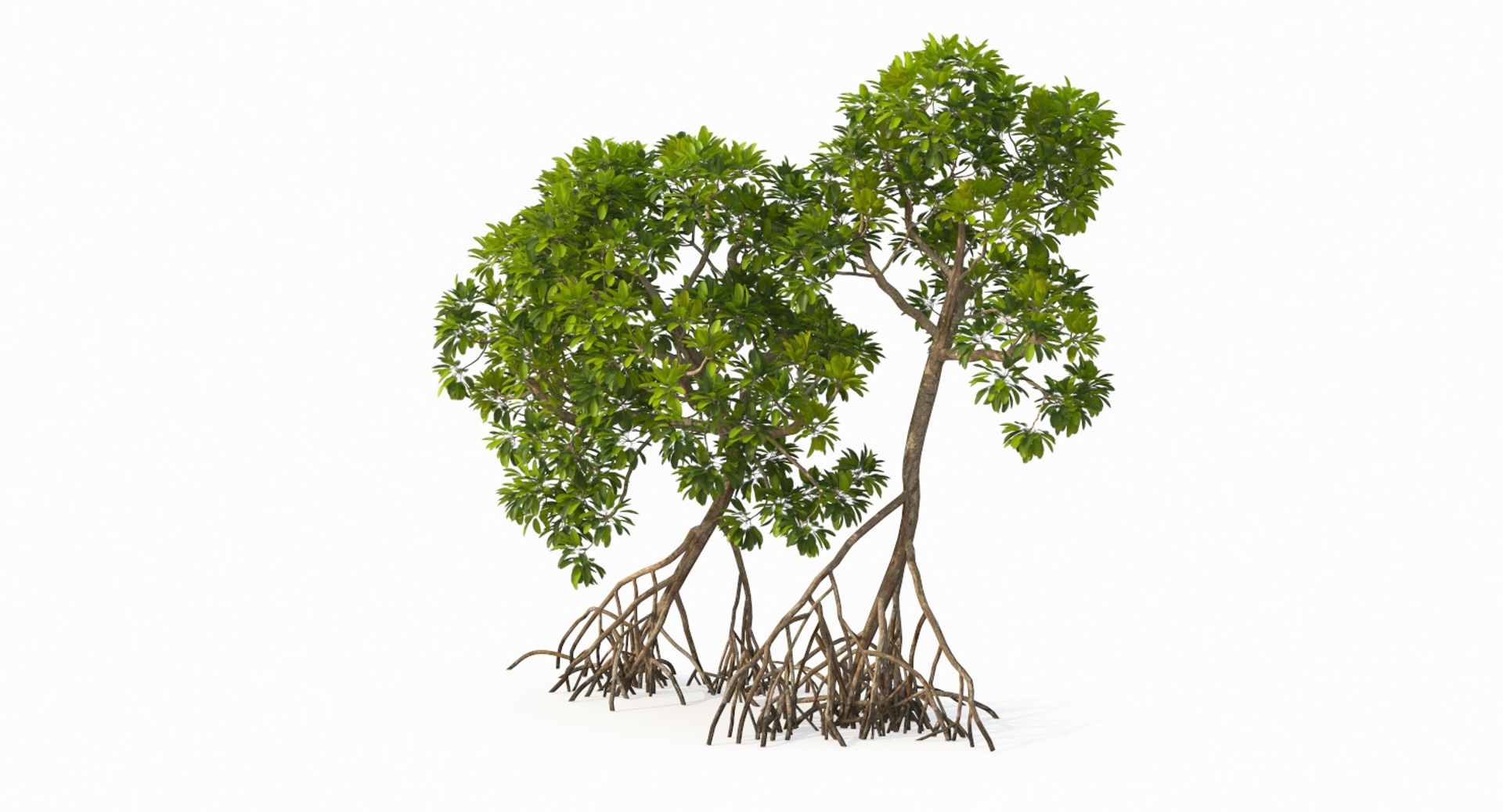 3D Mangrove Trees Model - TurboSquid 1400534