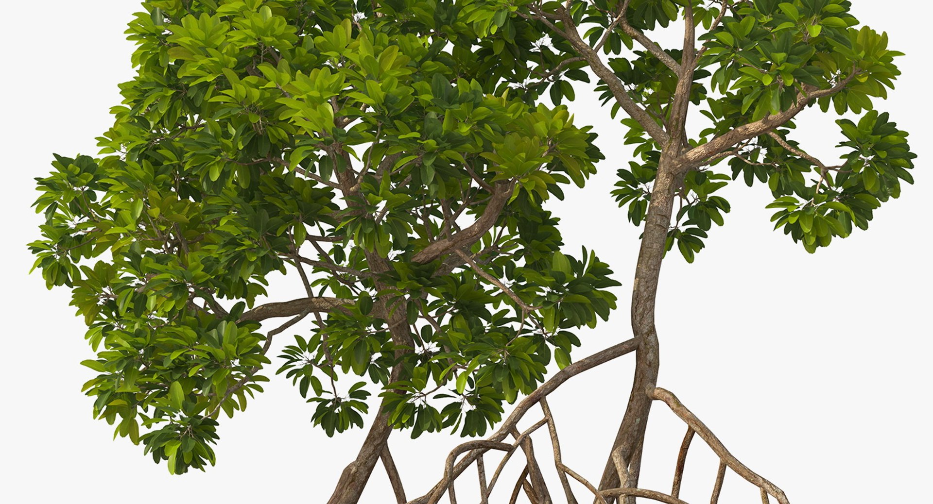 3D Mangrove Trees Model - TurboSquid 1400534