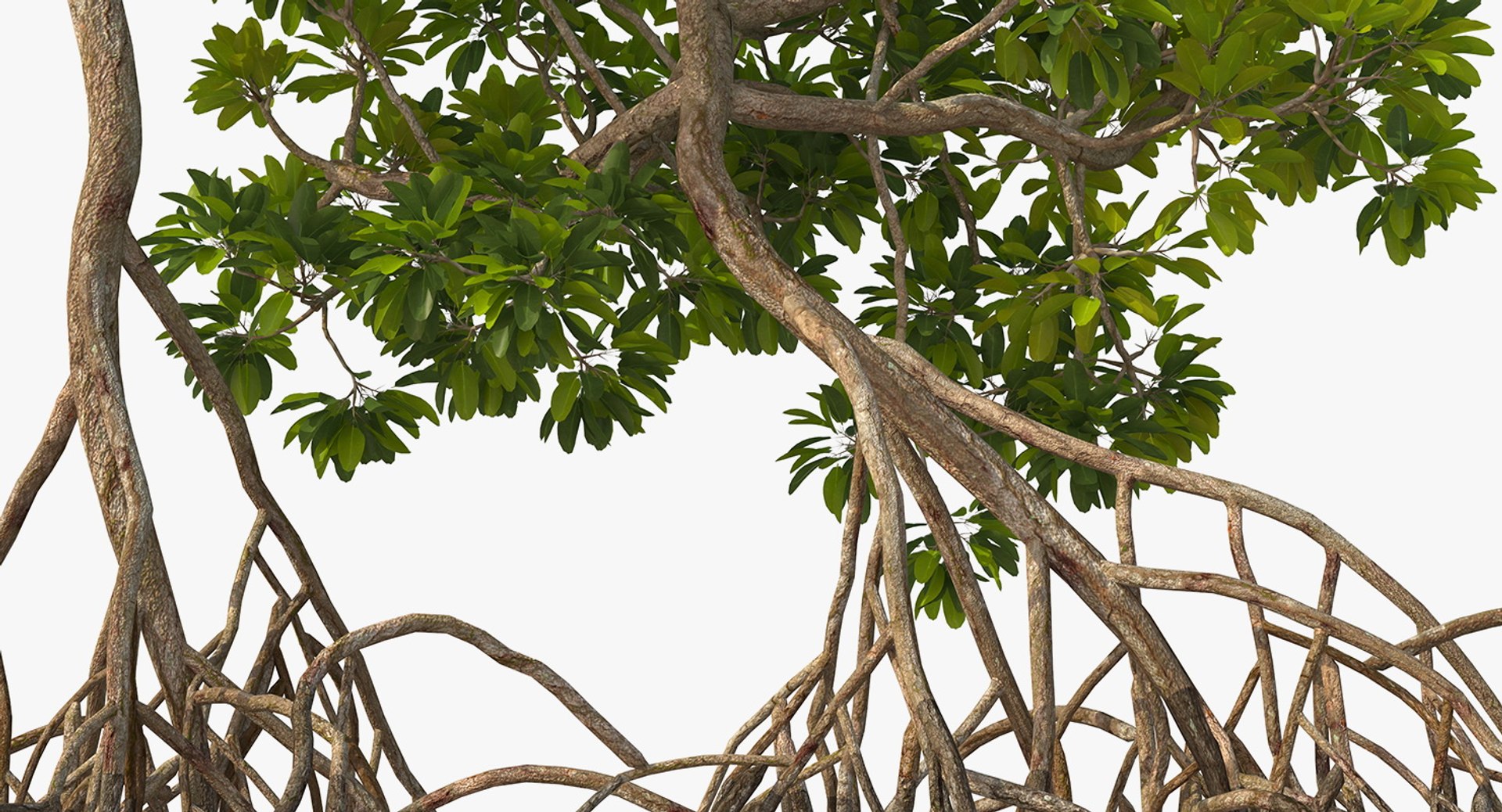 3D Mangrove Trees Model - TurboSquid 1400534