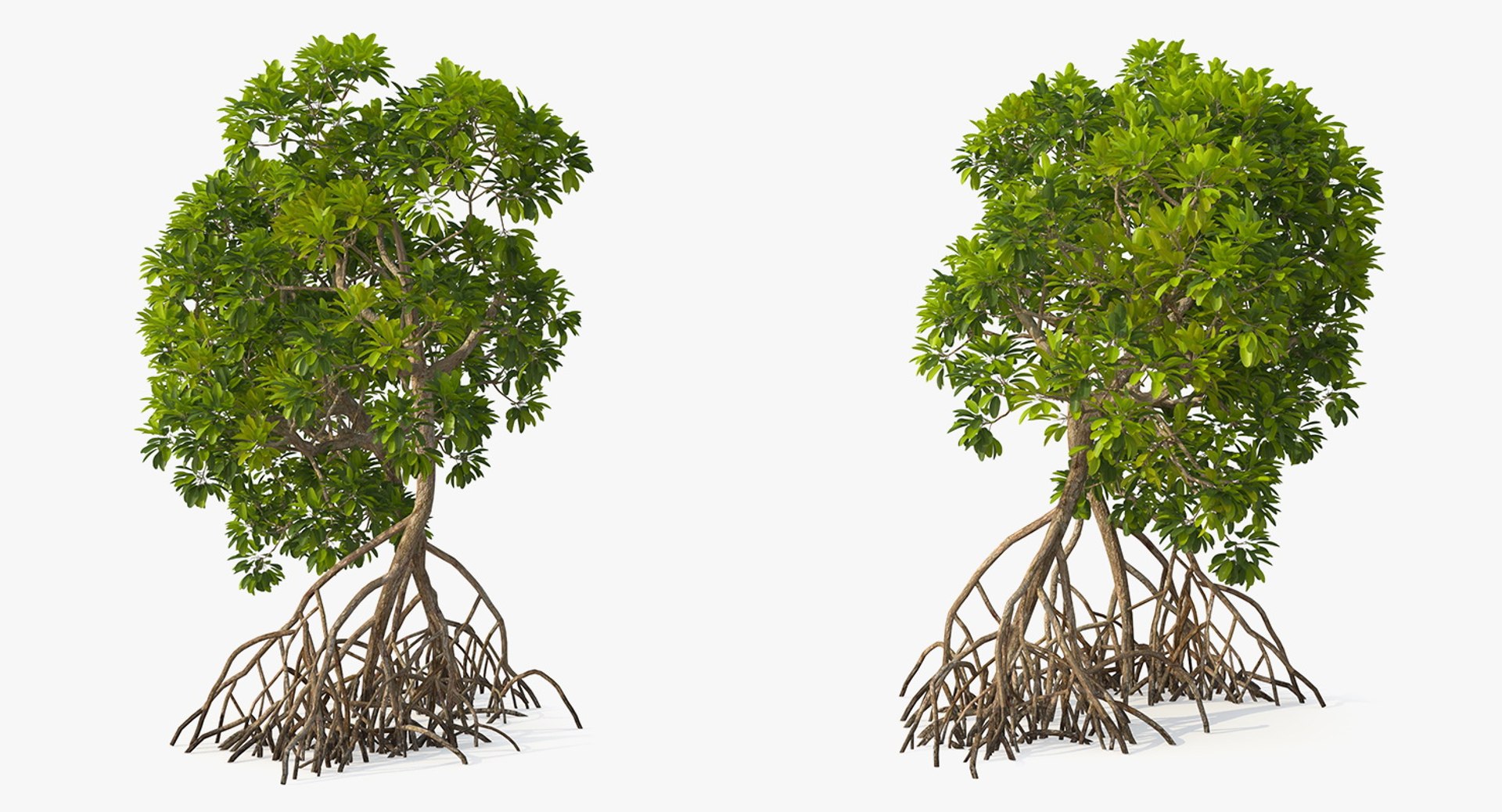 3D Mangrove Trees Model - TurboSquid 1400534