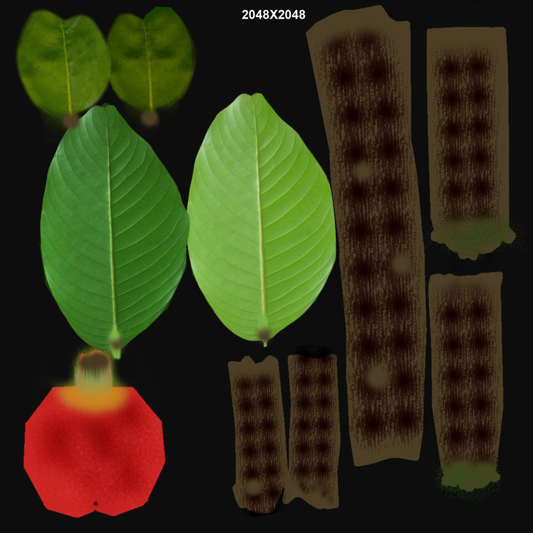 3d Polyalthia Model