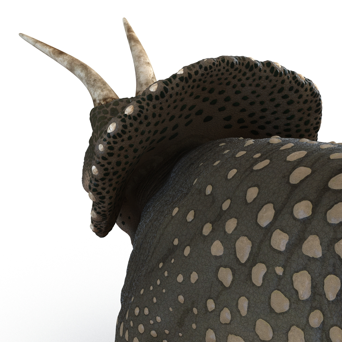 triceratops pose 3 3d max