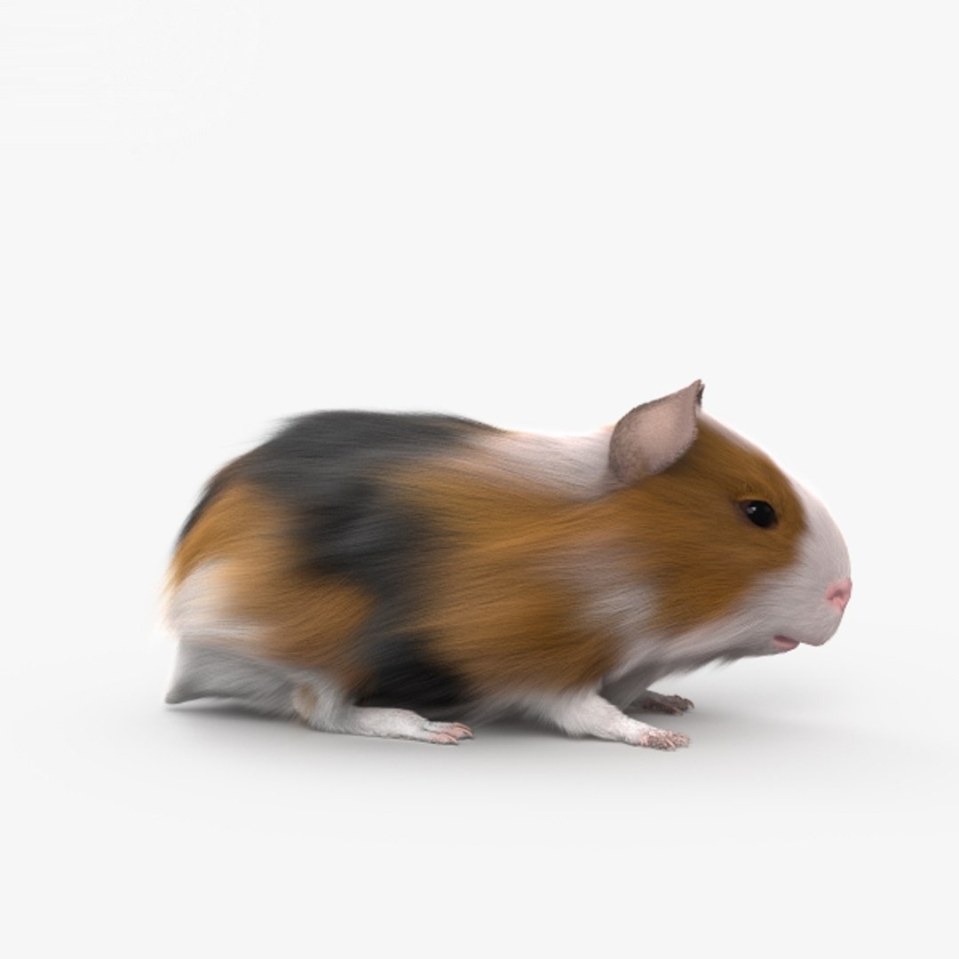 3D guinea pig model - TurboSquid 1506702