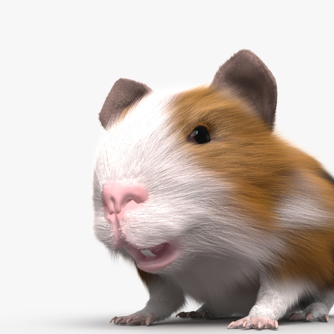 3D guinea pig model - TurboSquid 1506702
