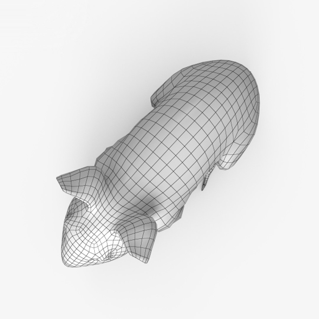 3D guinea pig model - TurboSquid 1506702