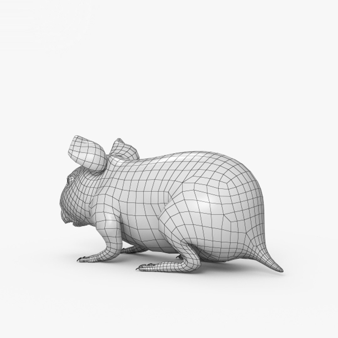 3D guinea pig model - TurboSquid 1506702