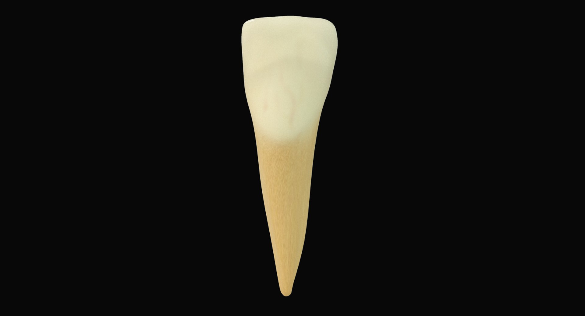 Primary Central Incisor Lower 3d Max
