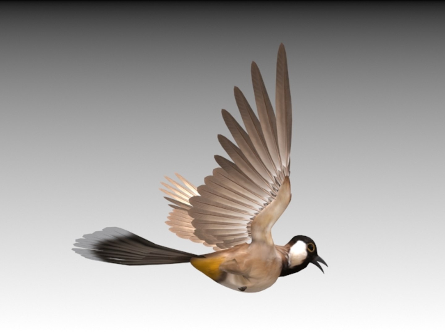 3d white eared bulbul rigged bird model