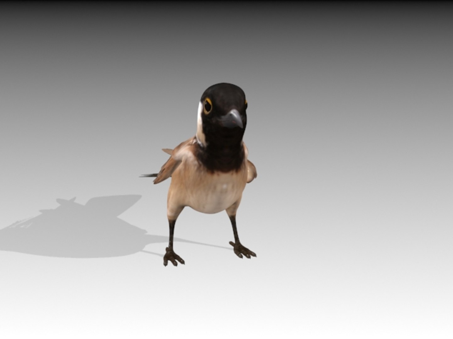3d White Eared Bulbul Rigged Bird Model