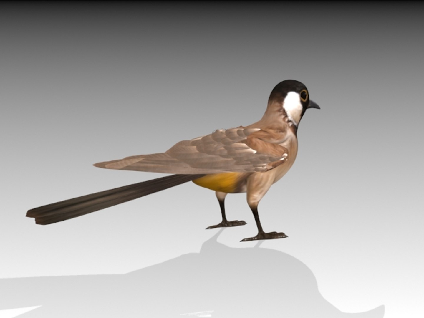 3d White Eared Bulbul Rigged Bird Model
