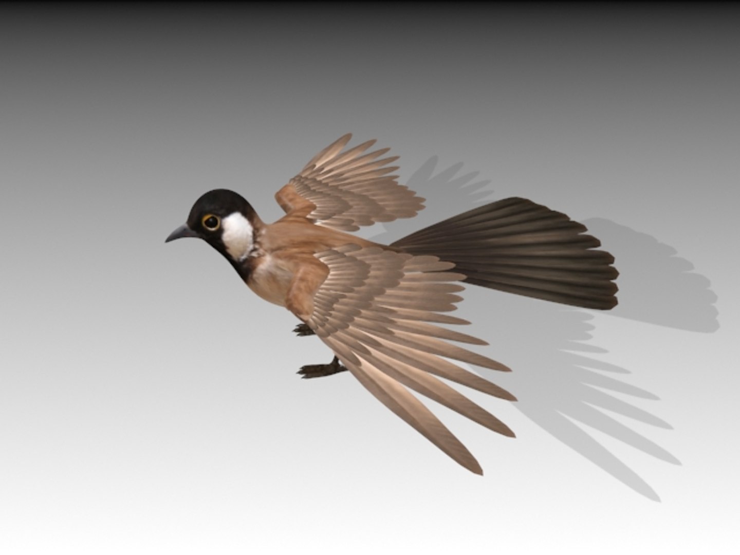 3d White Eared Bulbul Rigged Bird Model