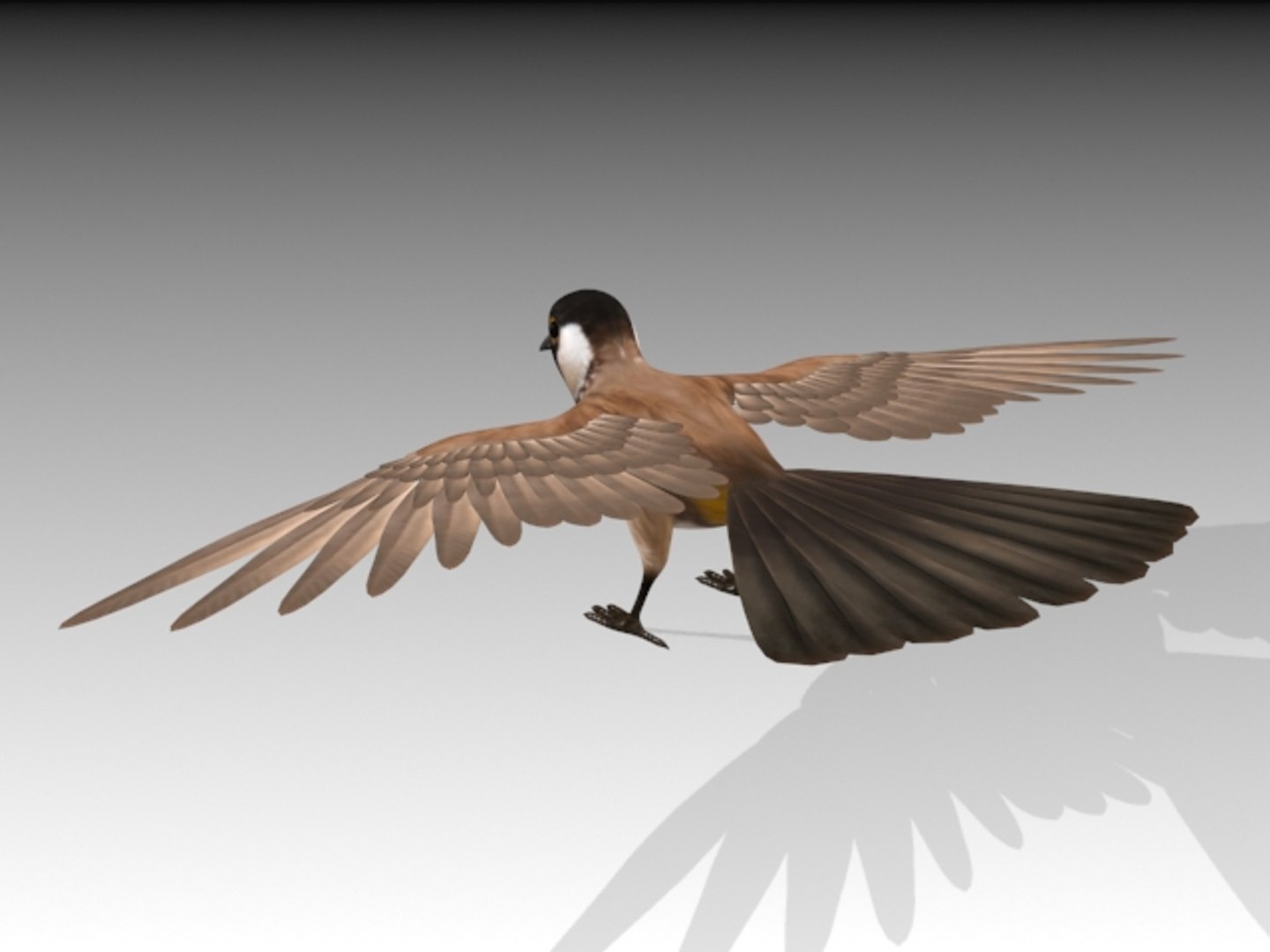 3d White Eared Bulbul Rigged Bird Model
