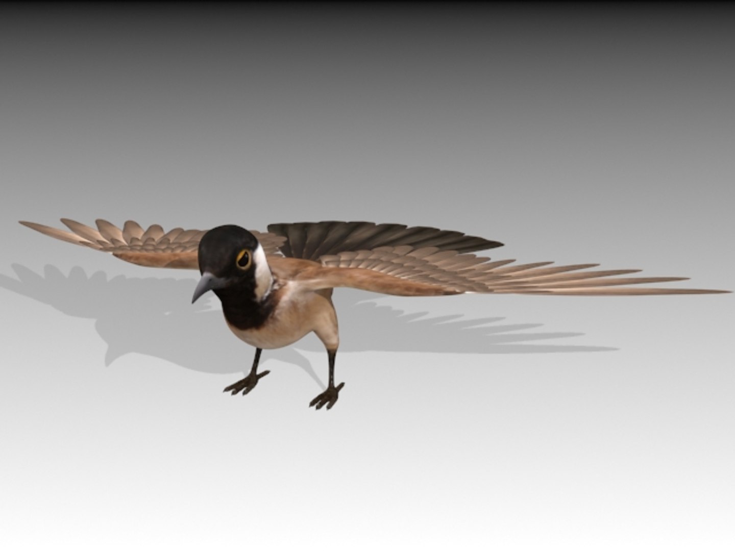 3d White Eared Bulbul Rigged Bird Model