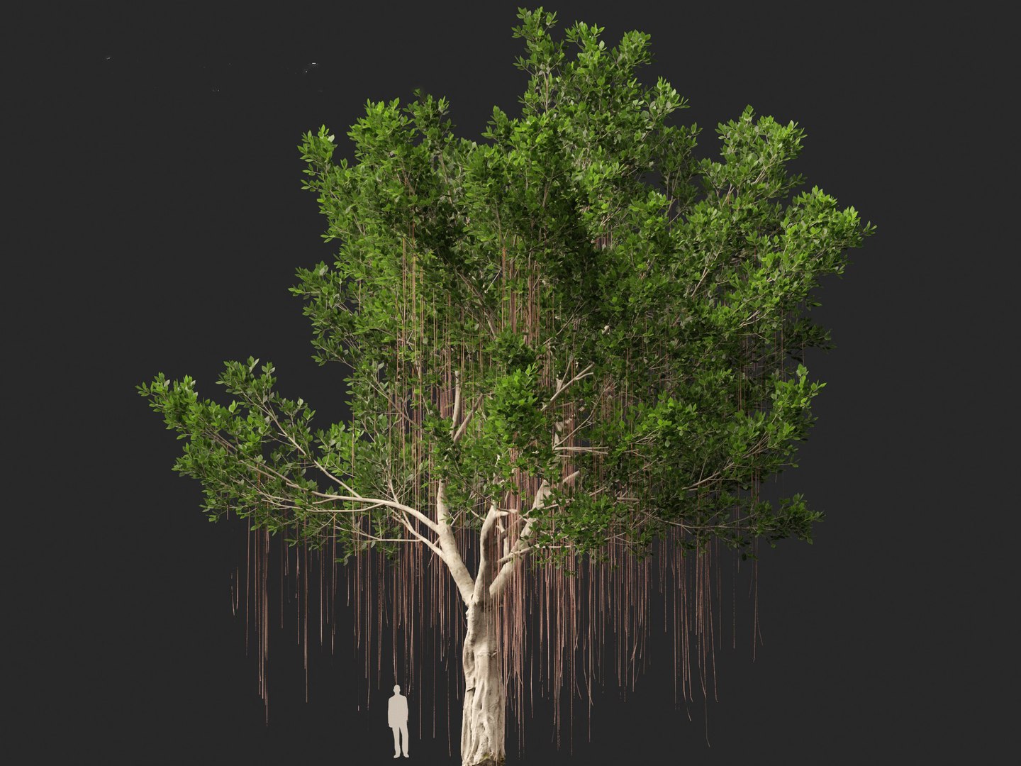 Ficus Microcarpa- Malayan Banyan 3D Model - TurboSquid 2128842