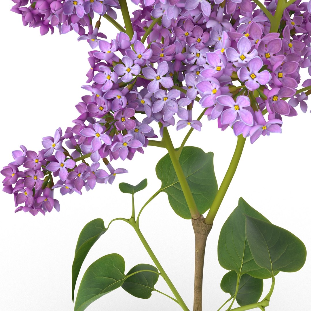 syringa lilac 3d model