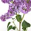 Syringa Lilac 3d Model