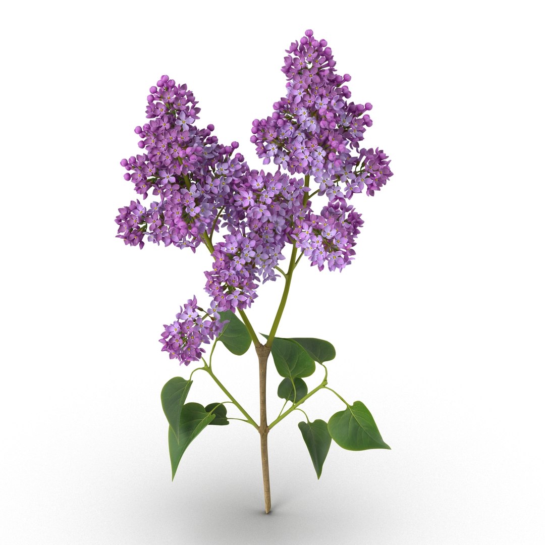 Syringa Lilac 3d Model