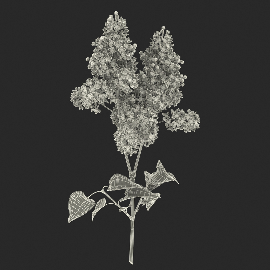 Syringa Lilac 3d Model