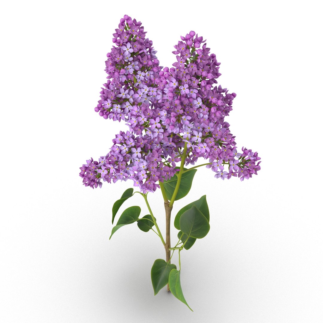syringa lilac 3d model