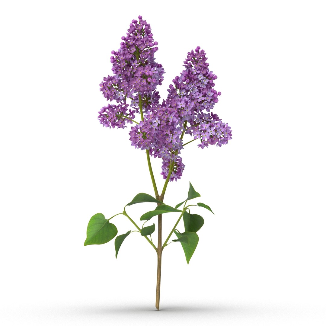 syringa lilac 3d model