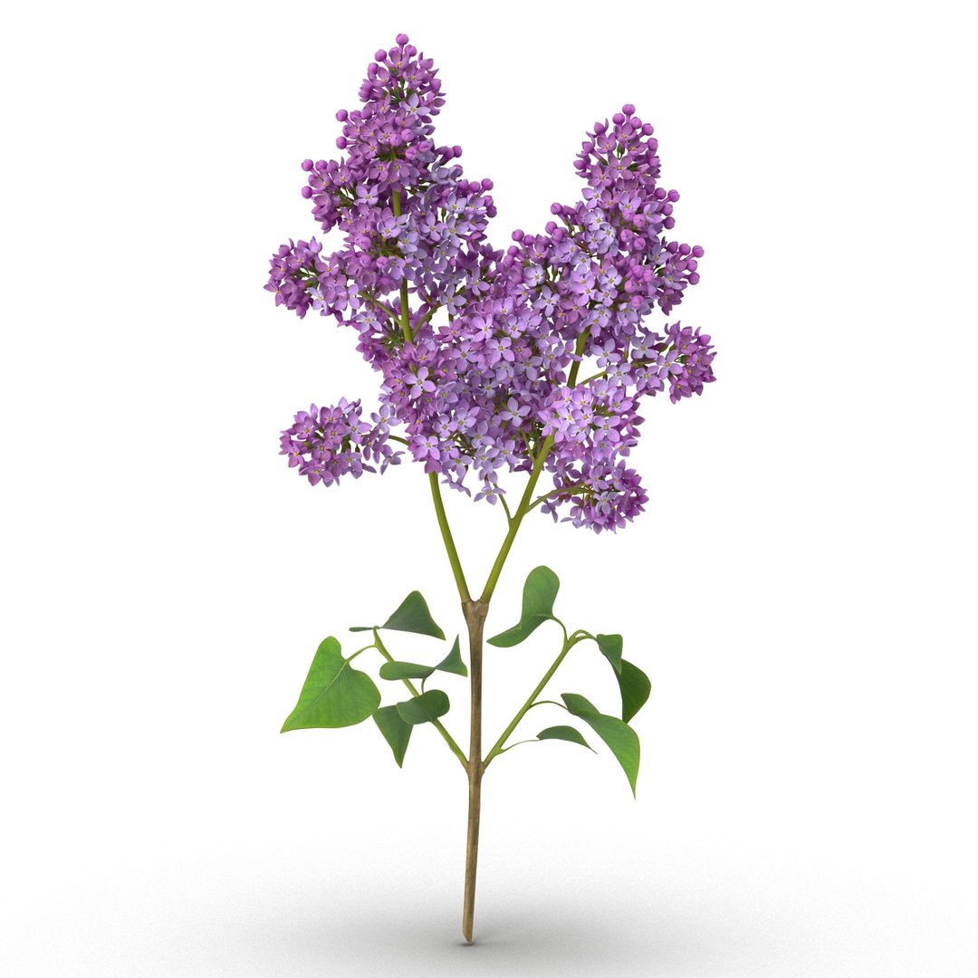 syringa lilac 3d model