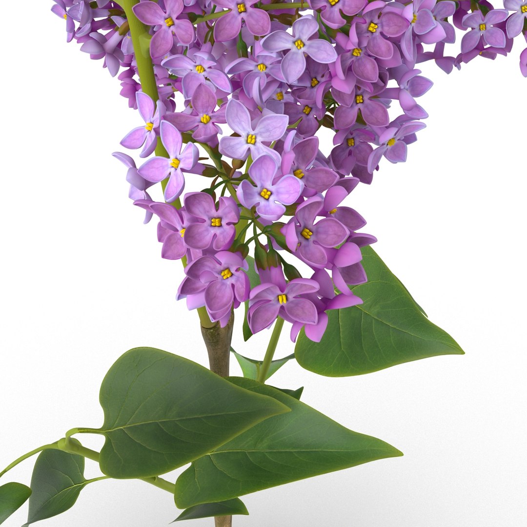 syringa lilac 3d model