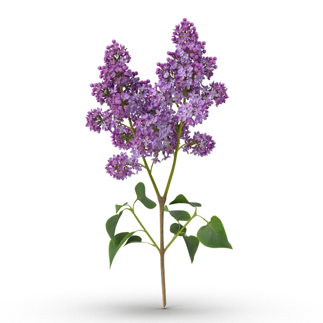 Syringa Lilac 3d Model
