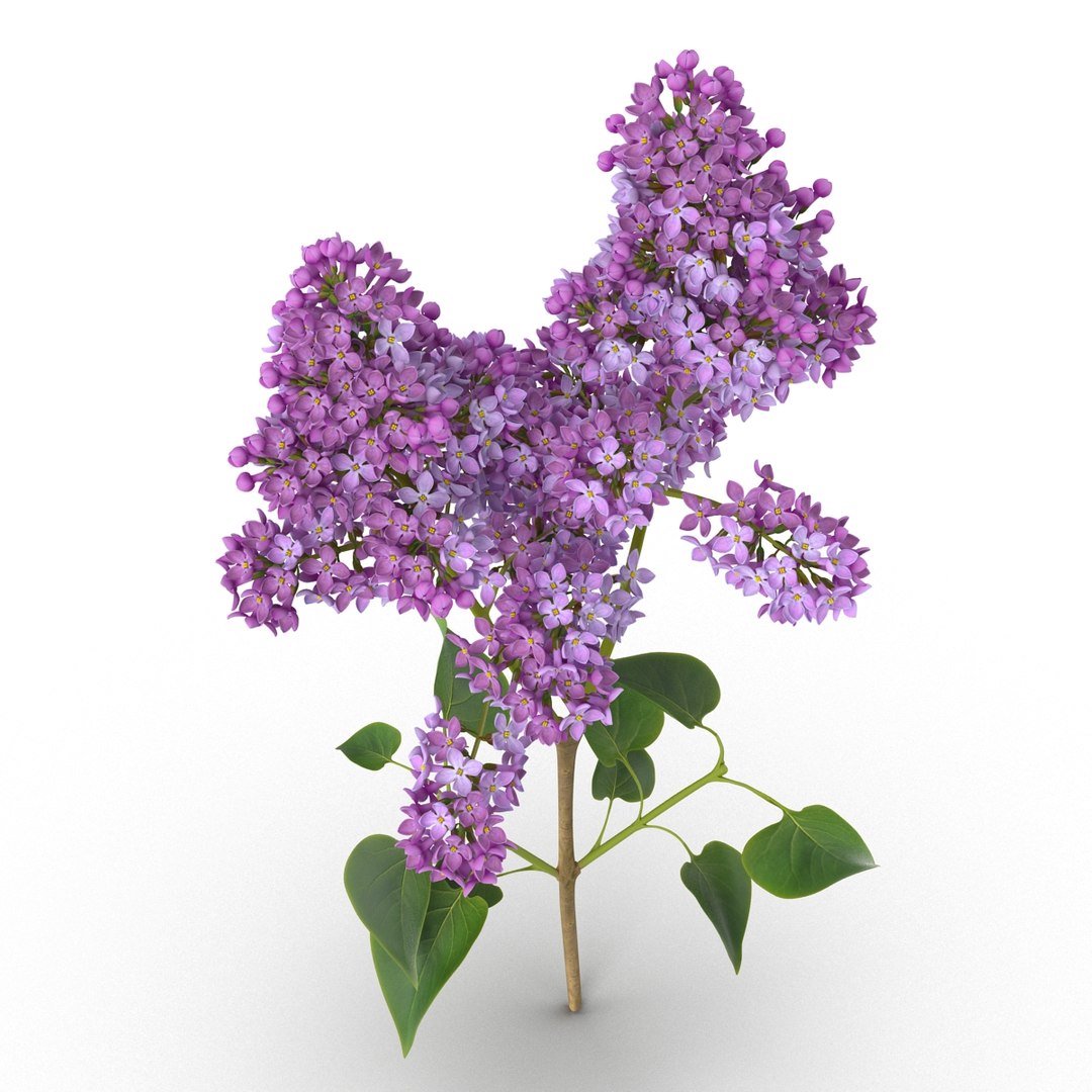 syringa lilac 3d model