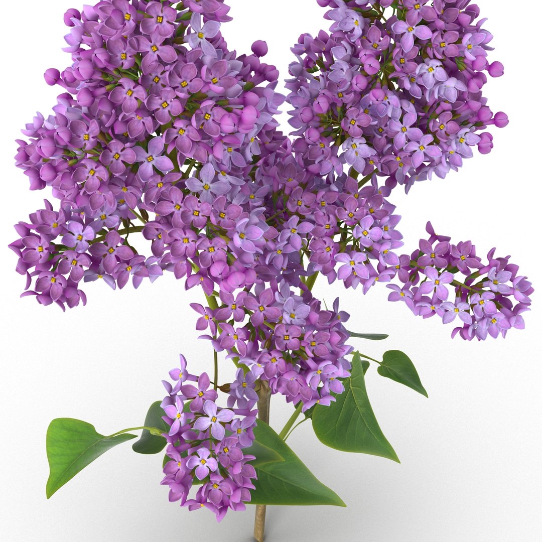 syringa lilac 3d model