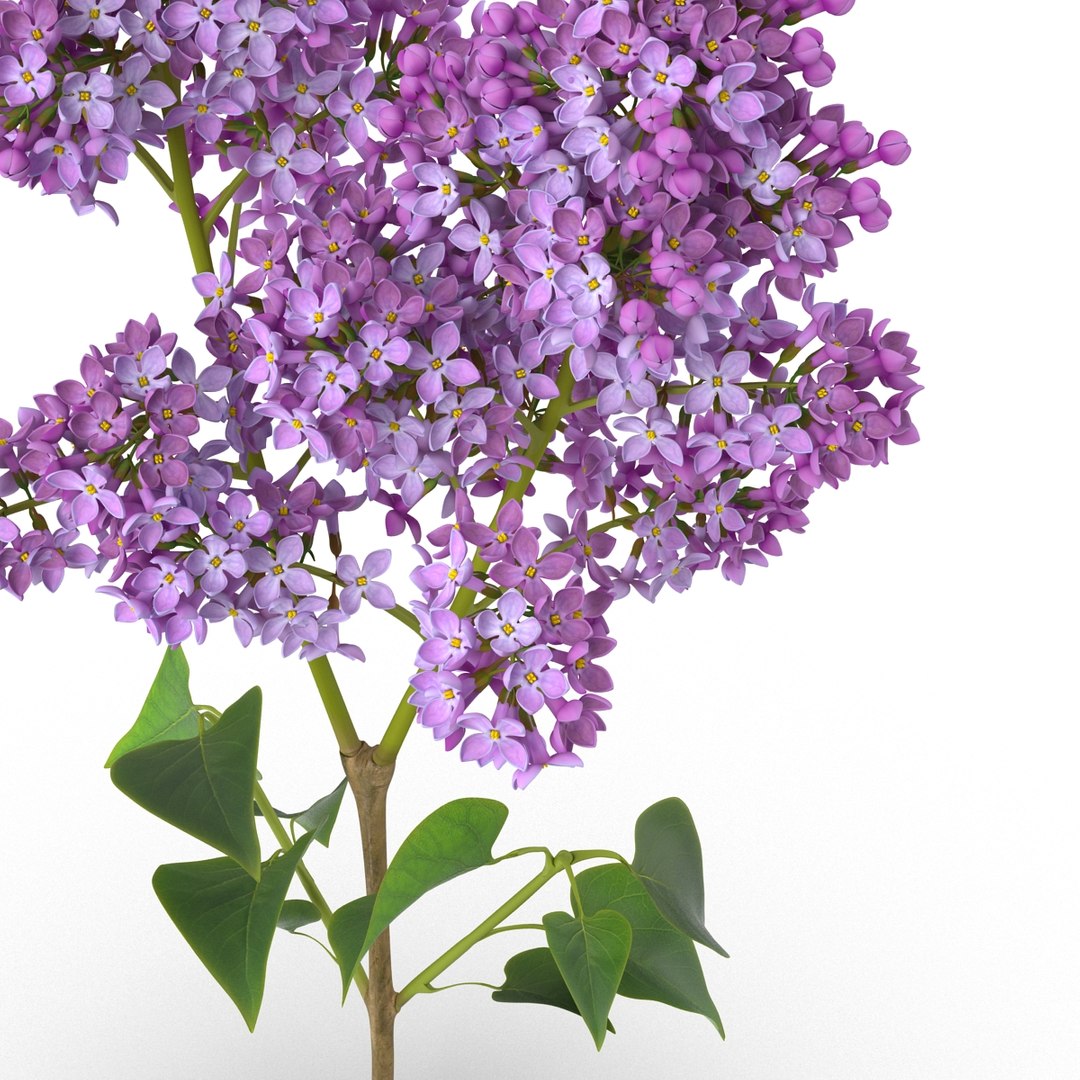 syringa lilac 3d model