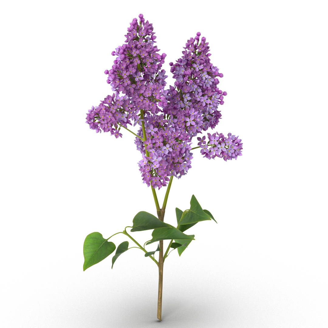 Syringa Lilac 3d Model