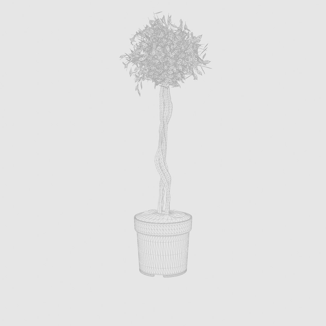 Ficus Nitida Braided Stem 3D Model - TurboSquid 2252269