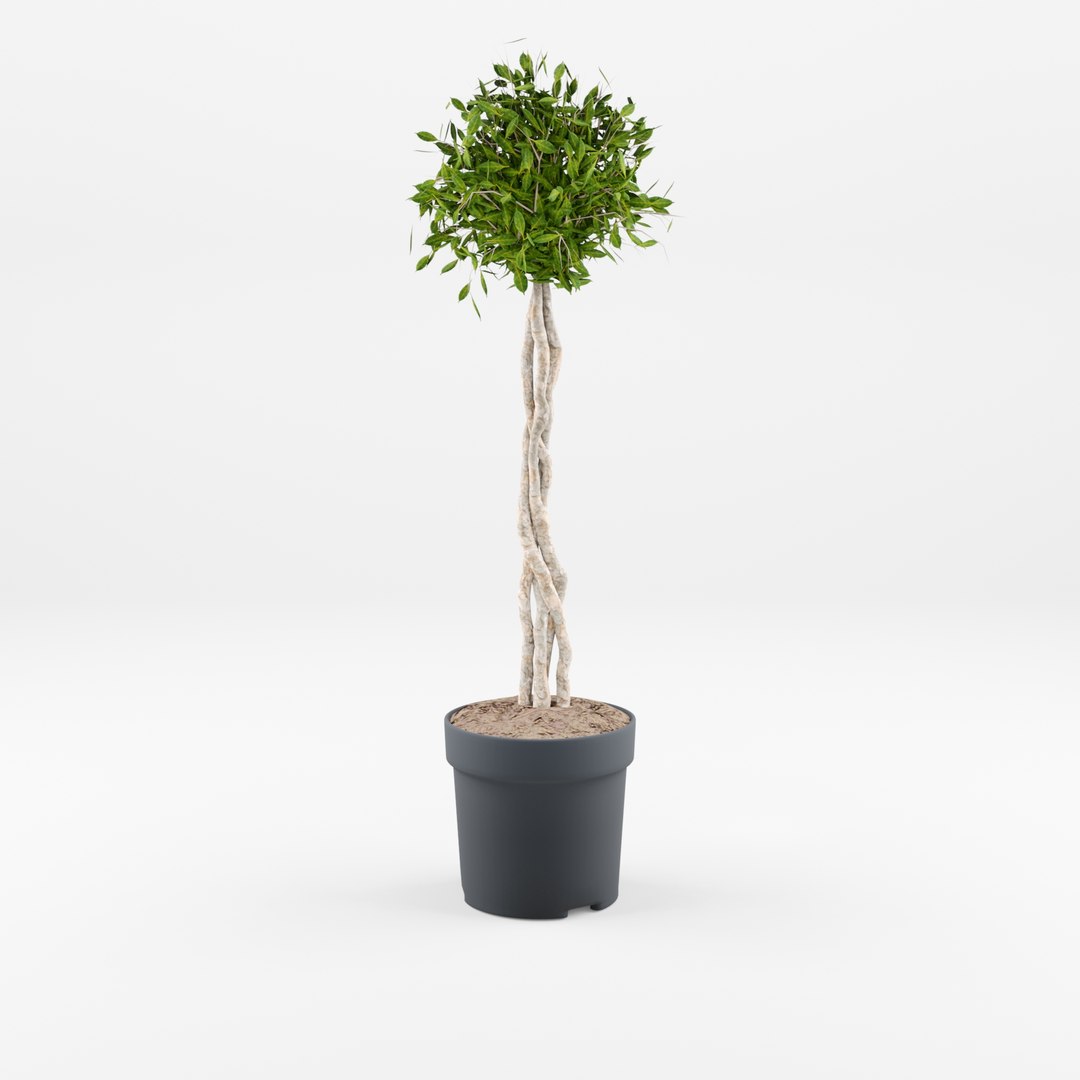 Ficus Nitida Braided Stem 3D Model - TurboSquid 2252269