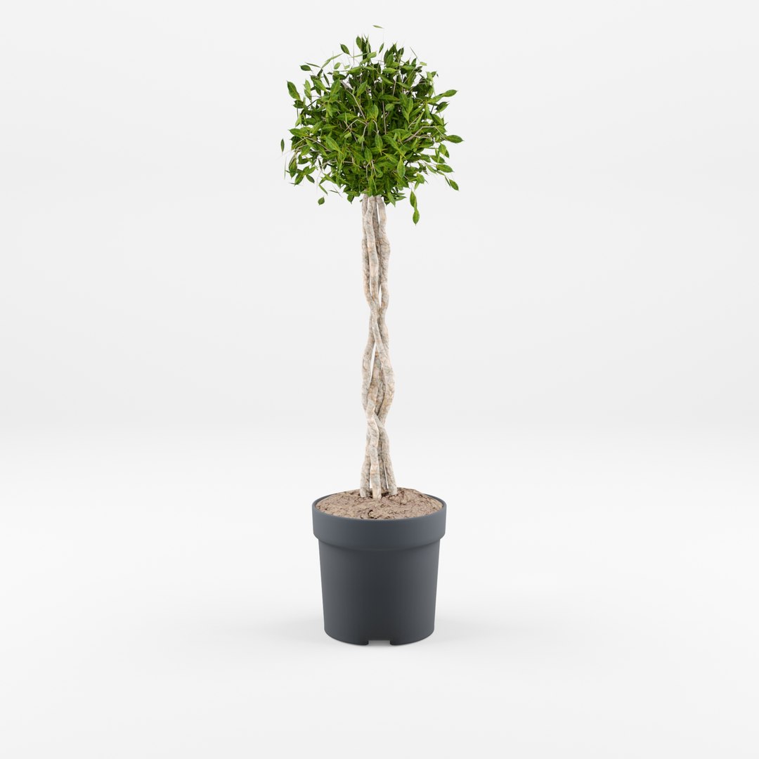 Ficus Nitida Braided Stem 3D Model - TurboSquid 2252269