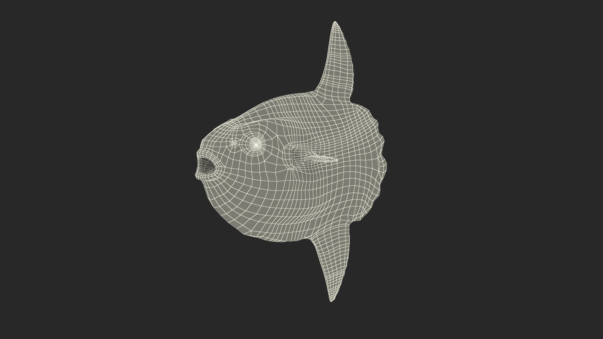 Mola Mola Ocean Sunfish Model - TurboSquid 1830135