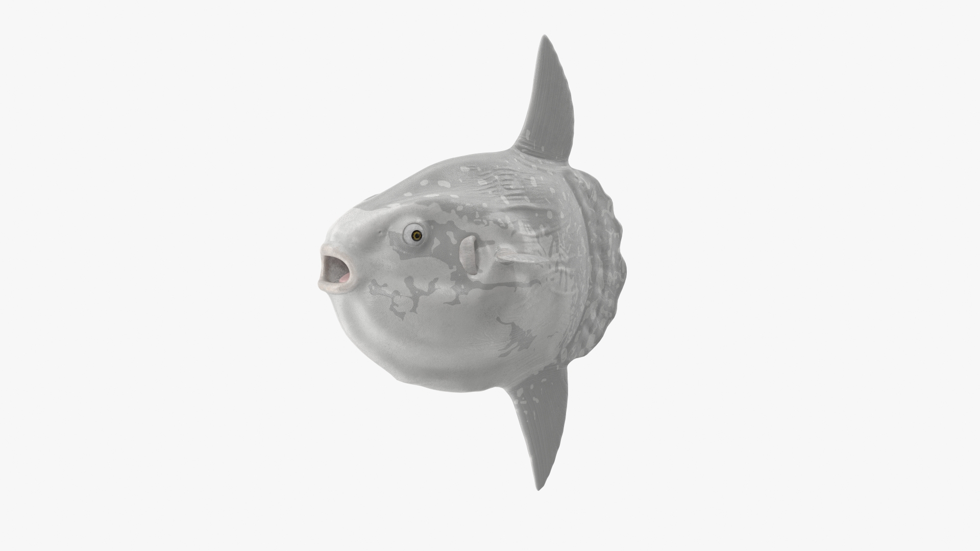 Mola Mola Ocean Sunfish Model - TurboSquid 1830135